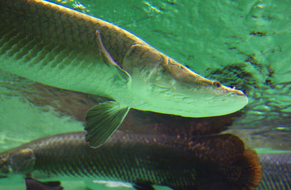 Pirarucu Fish: Profile, Traits, Range, Facts, Breeding, Taste - SeaFish