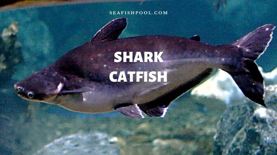 Shark Catfish - Size | Food | Care | Tank Mates | Species - SeaFish