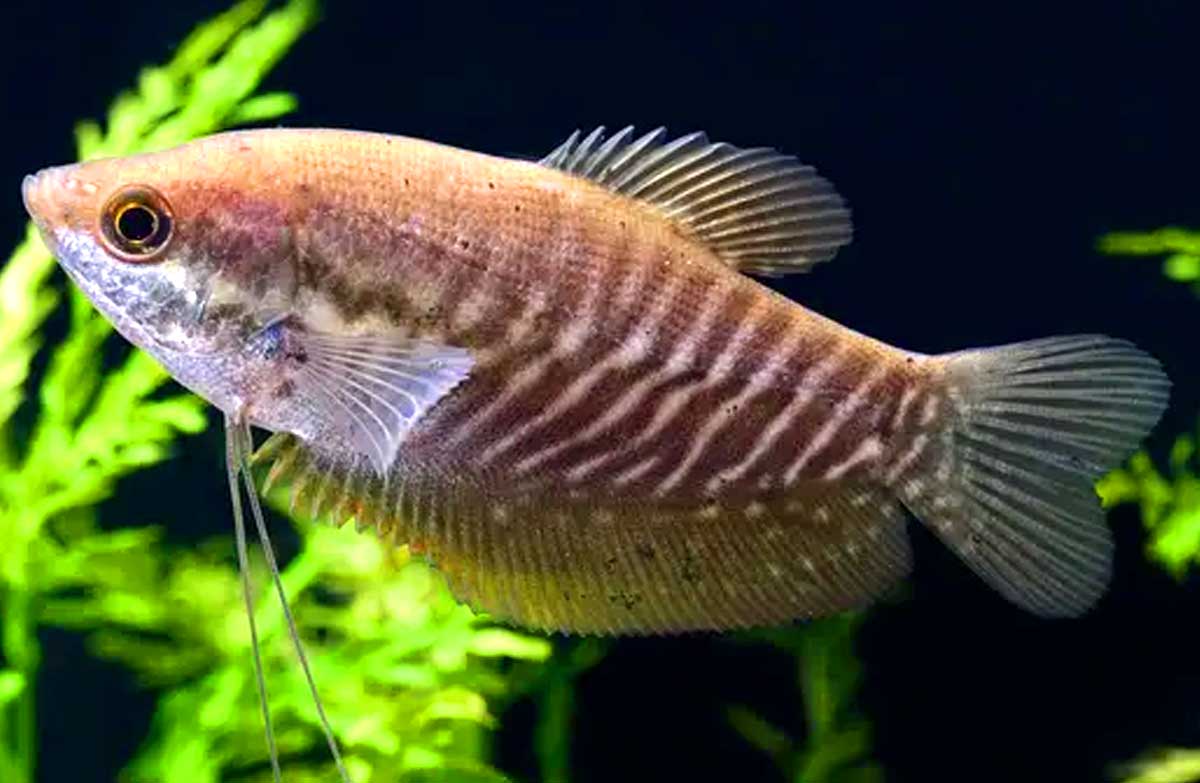 Snakeskin Gourami: Profile, Facts, Traits, Size, Tank Mate, Care