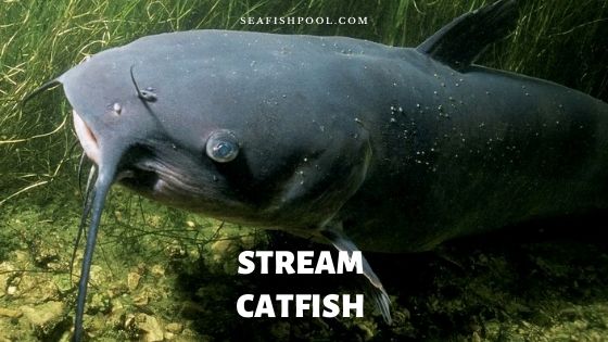Stream Catfish Description and Facts - SeaFish