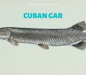 shamim1410, Author at SeaFish