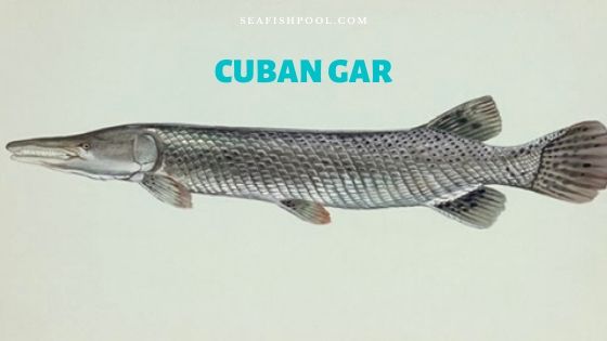 Cuban Gar Fish - Profile | Description | Facts | Care | Size - SeaFish