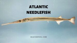 Atlantic Needlefish - Description | Facts | Adaptations - SeaFish