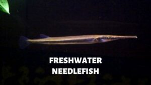 Freshwater Needlefish - Description | Facts | Size | Care - SeaFish