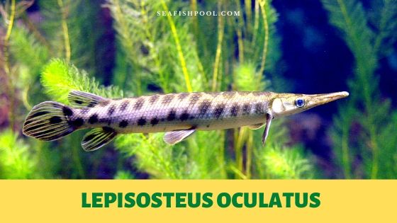 Lepisosteus oculatus | Spotted Gar | Facts | Description - SeaFish