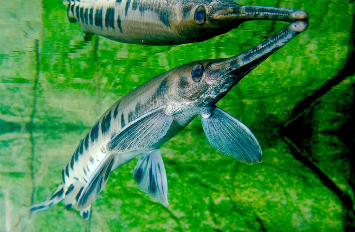 Lepisosteus osseus/Longnose Gar: Profile, Facts, Traits, Range - SeaFish