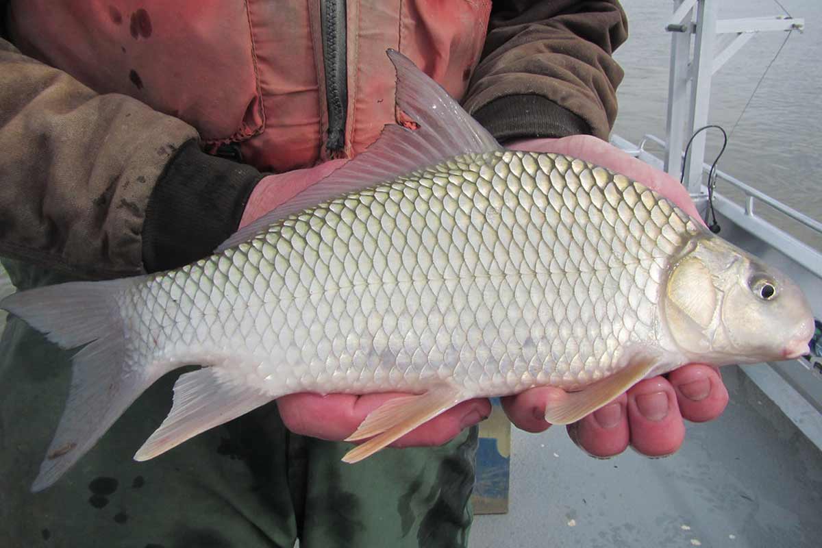 35 River Carpsucker Facts: Profile, Size, Range, Fishing, More - SeaFish