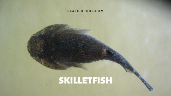 Skilletfish (Gobiesox strumosus) - Profile | Description | Facts - SeaFish