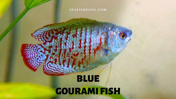 Blue Gourami Fish - Profile | Care | Breeding | Tank - SeaFish
