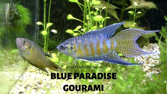 Blue Paradise Gourami Fish - Profile | Breed | Care - SeaFish