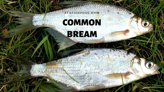Common Bream Fish - Nutrition | Facts | Records - SeaFish