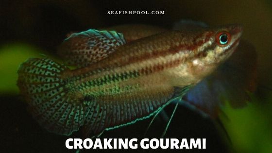 Croaking Gourami - Size | Care | Tank Size | Tank Mates - SeaFish