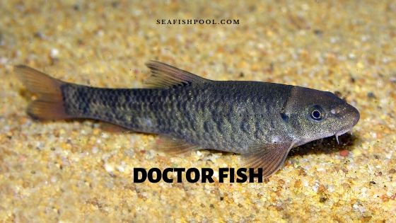 Doctor Fish - Red Garra - Garra rufa | Pedicure Fish Profile - SeaFish