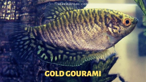 Gold Gourami Fish- Profile | Size | Tankmates | Care - SeaFish