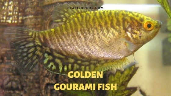 Golden Gourami Fish - Size | Breeding | Information - SeaFish