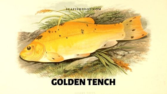 Golden Tench Fish - Facts | Pond Fish | Food | Price - SeaFish