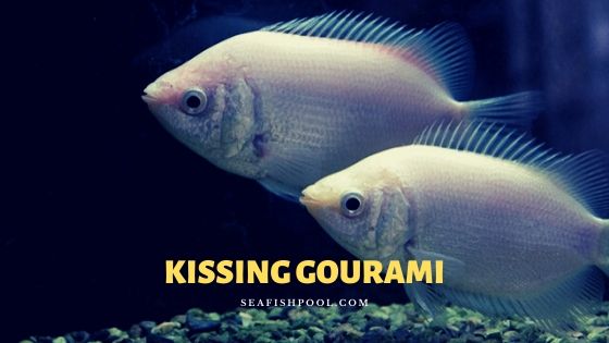 Kissing Gourami Fish - Facts | Description | Food | Tank - SeaFish