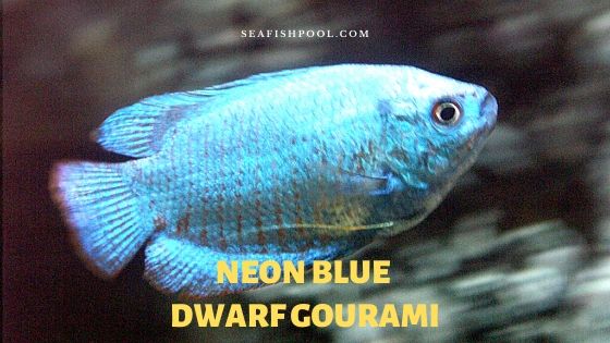 Neon Blue Dwarf Gourami Fish - Profile | Breed | Care - SeaFish