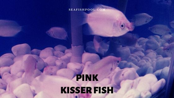 Pink Kisser Fish - Pink Kisser Gourami - Profile | Care - SeaFish