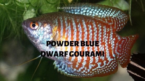 Powder Blue Dwarf Gourami Fish - Profile | Tank | Care - SeaFish