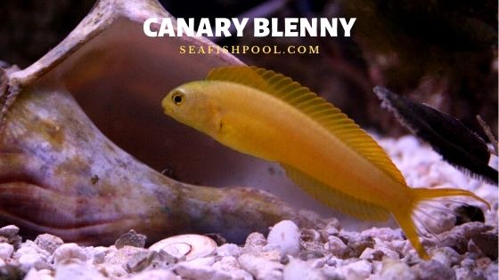 Canary Blenny FIsh - Bite | Care | Diet | Venom | Facts - SeaFish