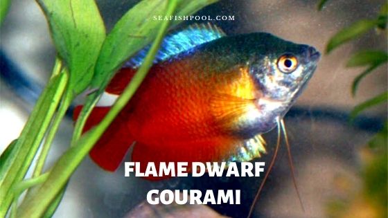 Flame Dwarf Gourami - Profile | Care | Breeding | Tank Mates - SeaFish
