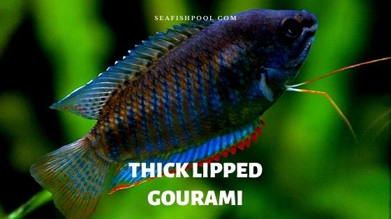 Thick Lipped Gourami - Profile | Lifespan | Care | Tank Size - SeaFish