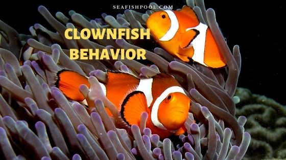 Clownfish Behavior - Can Clownfish be Aggressive? - SeaFish Clownfish Behavior - Can Clownfish be Aggressive? - SeaFish