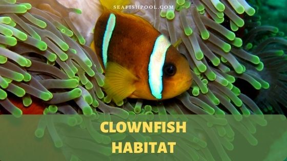 Clownfish Habitat - Where Do Clownfish Live in Coral Reef? - SeaFish
