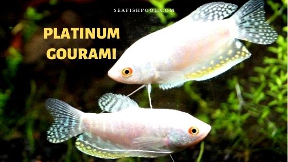 Platinum Gourami - Profile | Care | Aquarium Setup - SeaFish