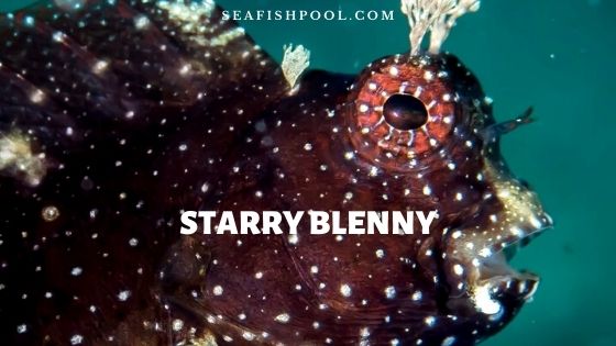 Starry Blenny Fish - Size | Diet | Care | Lifespan | Reef Safe - SeaFish