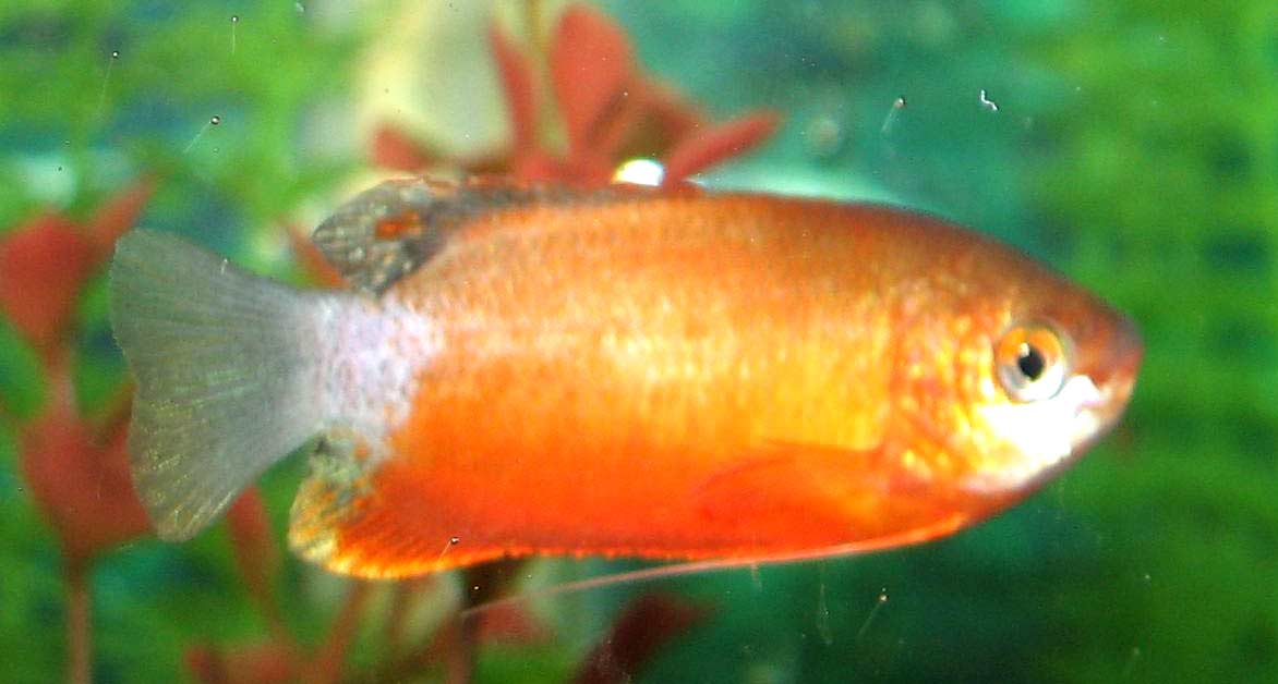 36 Female Honey Gourami Facts: Profile, Color, Care, More - SeaFish