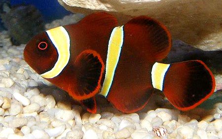 Gold Stripe Maroon Clownfish - Pair | Anemone | Compatibility - SeaFish