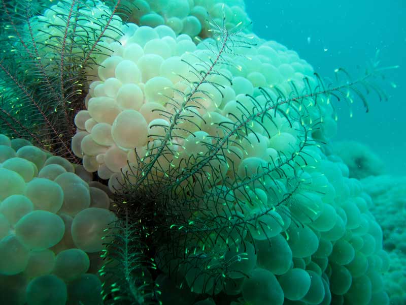 Gulf Signal Blenny Fish - Profile | Care | Tankmates - SeaFish