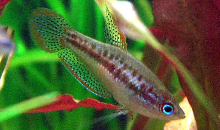 Pygmy Gourami - Size | Care | Tank Mates | Breeding - SeaFish