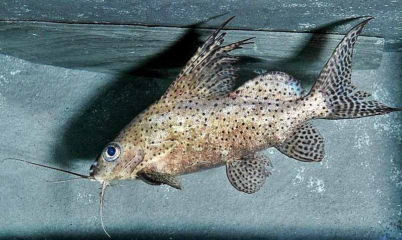 Synodontis Petricola - Catfish | Size | Breeding | Care | Diet | Tank ...