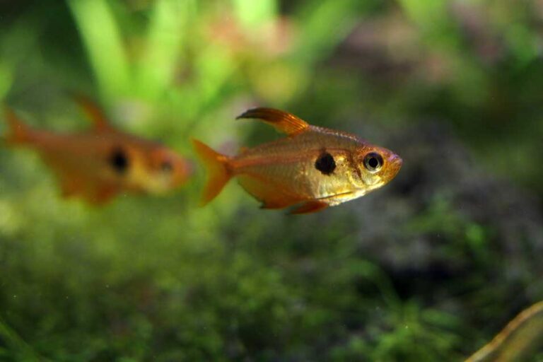 Red Phantom Tetra - Profile | Care | Tank Mates | Breeding | Size - SeaFish