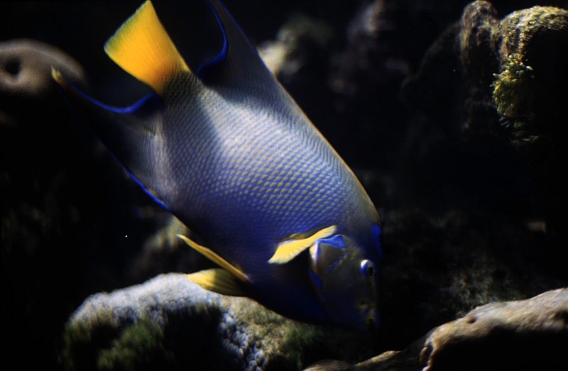 Bermuda Blue Angelfish - Facts | Behavior | Diet | Habitat - SeaFish