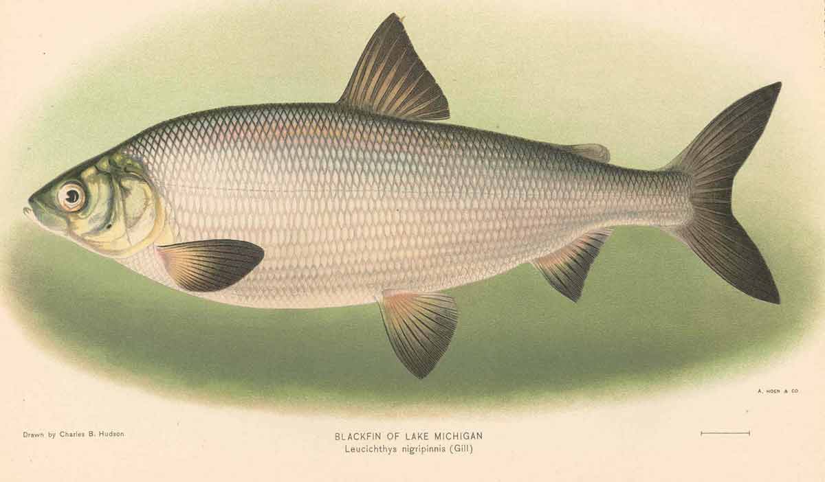 Blackfin Cisco Fish - Diet | Description | Decline | Extinct - SeaFish