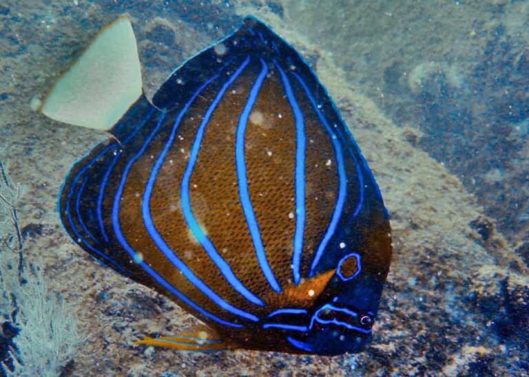 Blue Ring Angelfish - Juvenile | Reef Safe | Care | Eating | Feed - SeaFish