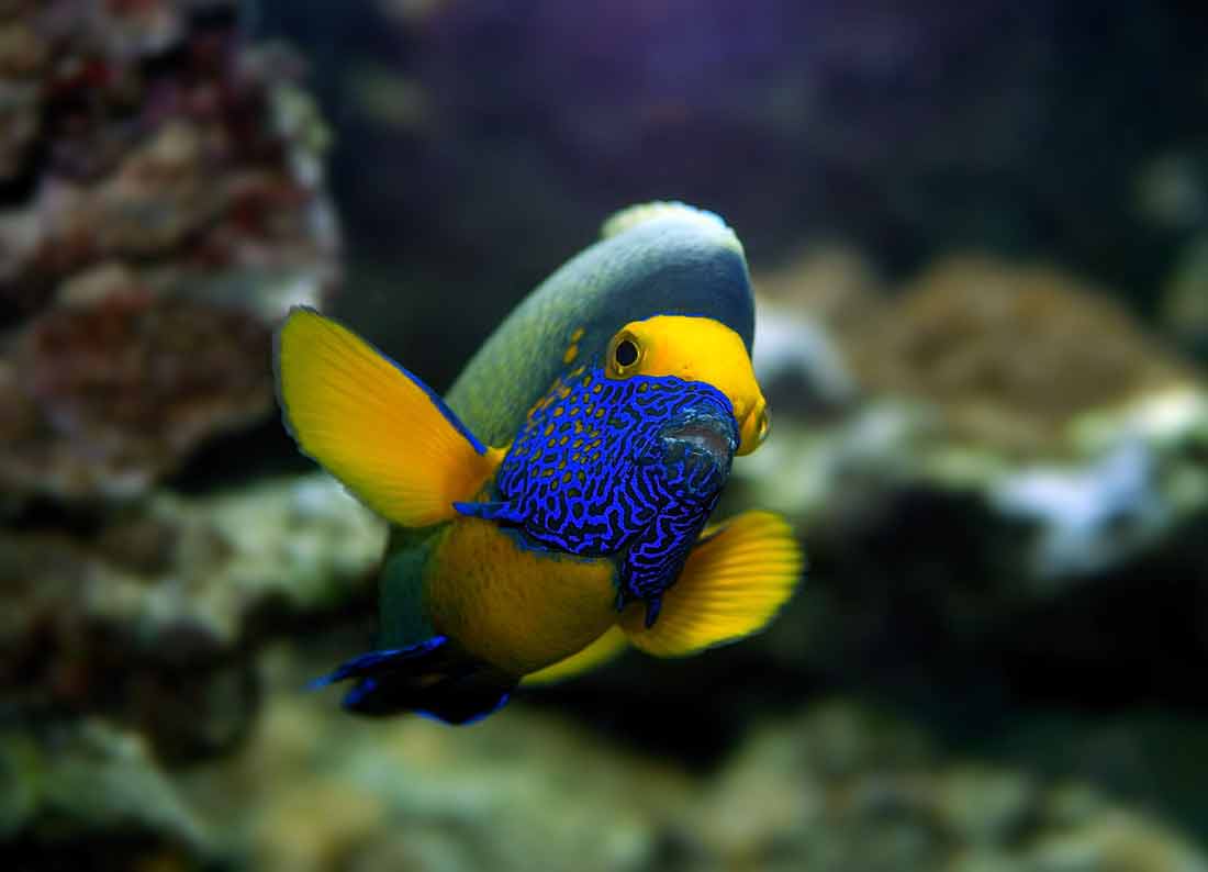Blueface Angelfish - Juvenile | Care | Reef Safe | Diet | Hybrid - SeaFish