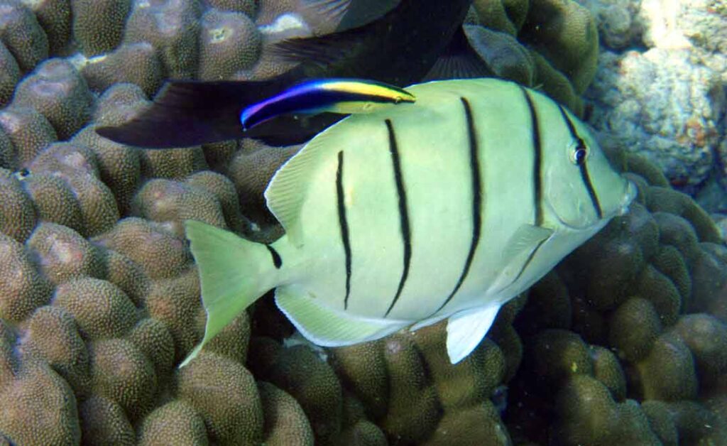 Convict Tang - Tank Size | Care | School | Food | Facts - SeaFish
