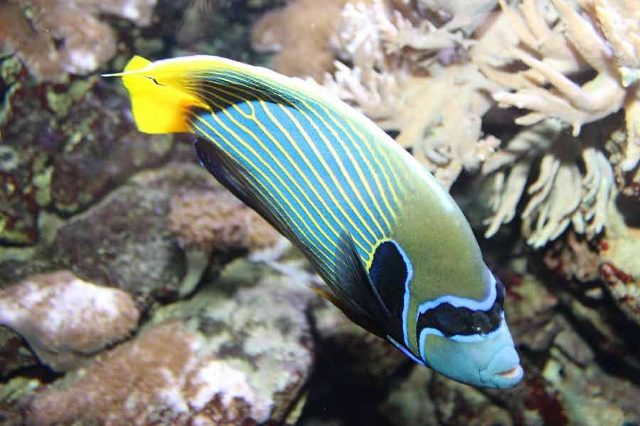Emperor Angelfish - Reef Safe | Tank | Size | Habitat | Facts - SeaFish