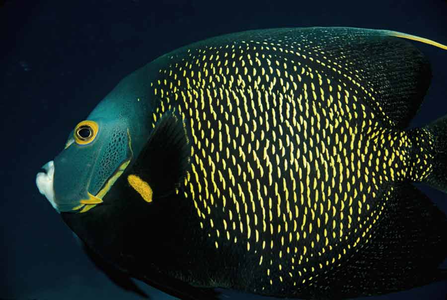 French Angelfish - Facts | Reef Safe | Size | Care | Tank | Partner ...