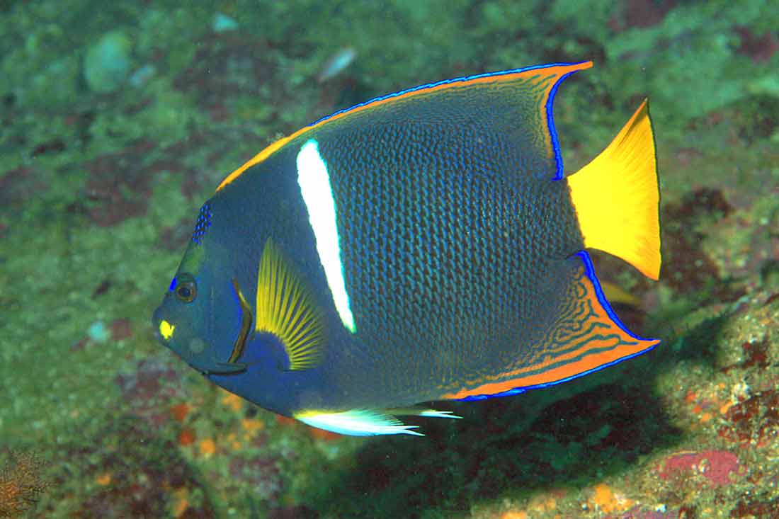 King Angelfish - Facts | Juvenile | Size | Fun Facts | Care | Diet ...