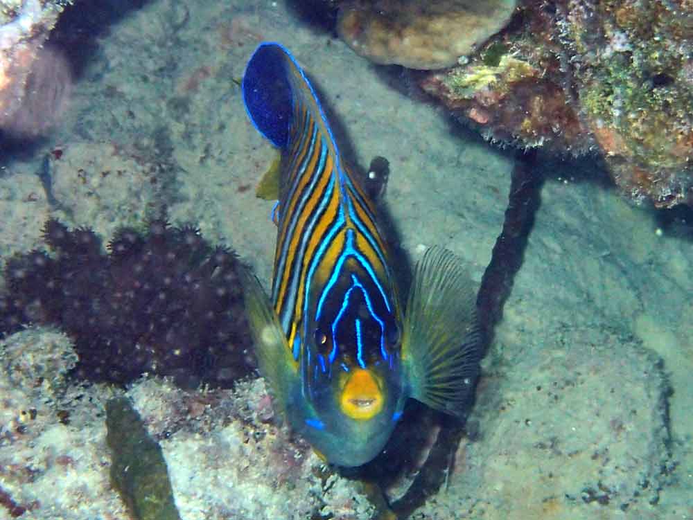 Majestic Angelfish - Juvenile | Reef Safe | Care | Tank | Size | Diet ...