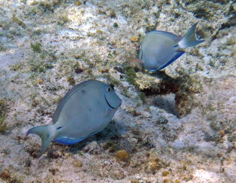 Ocean Surgeon Fish - Juvenile | Diet | Tang | Facts | Profile - SeaFish