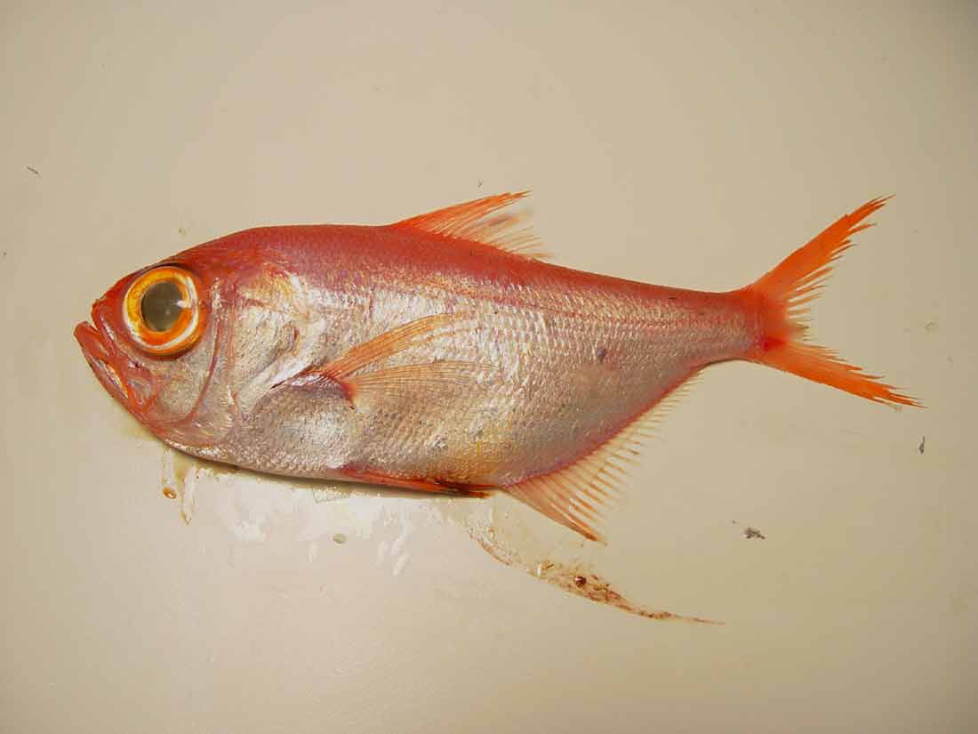 Splendid Alfonsino - Profile | Size | Habitat | Biology | Life Cycle - SeaFish