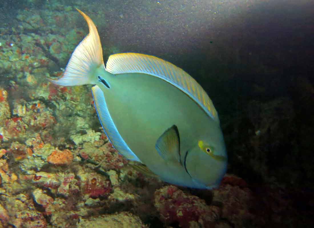 Yellowfin Surgeonfish - Profile | Facts | Care | Habitat | Diet - SeaFish
