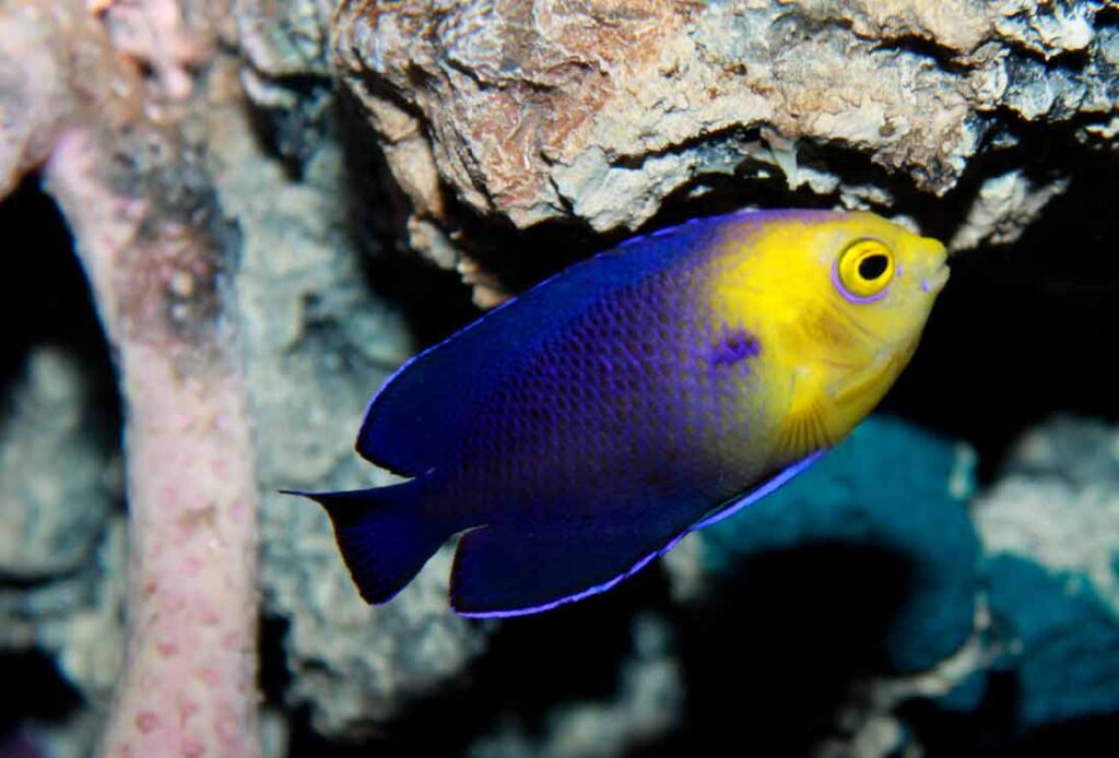 Pygmy Angelfish - Reef Safe | Tank | Care | Compatibility | Diet - SeaFish